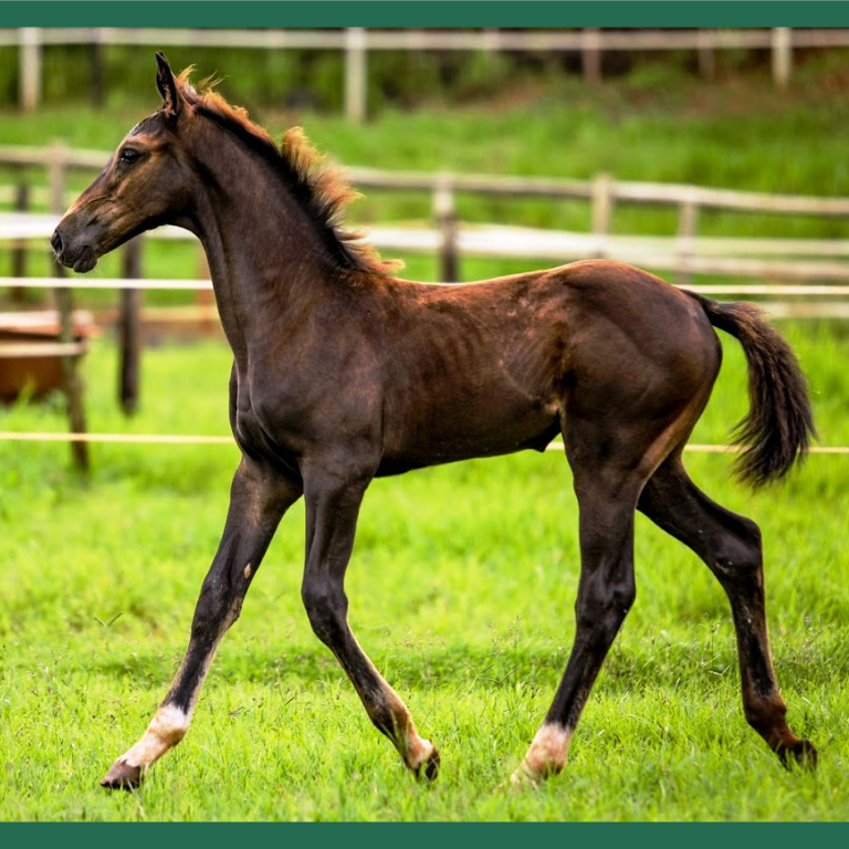 CONMEL SH – Haras Santa Helena