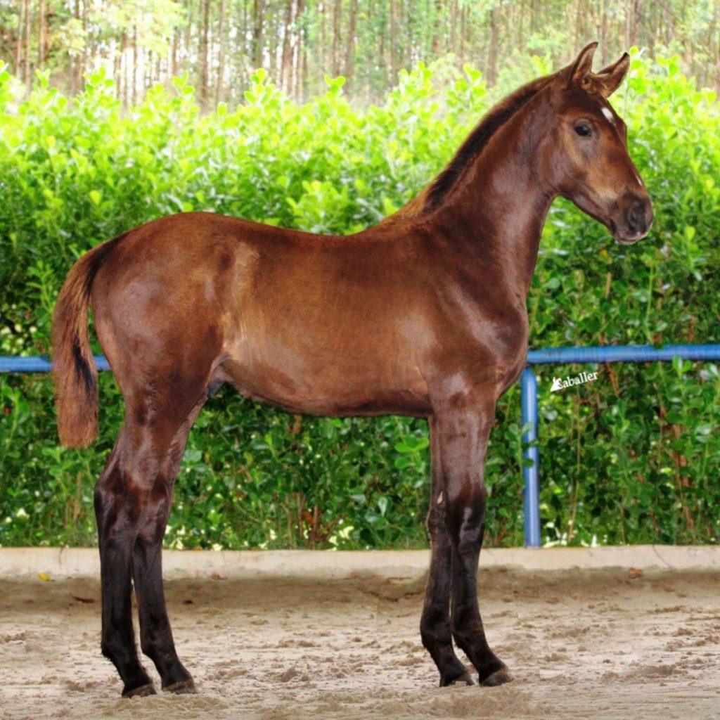 GERMÁN SH – Haras Santa Helena