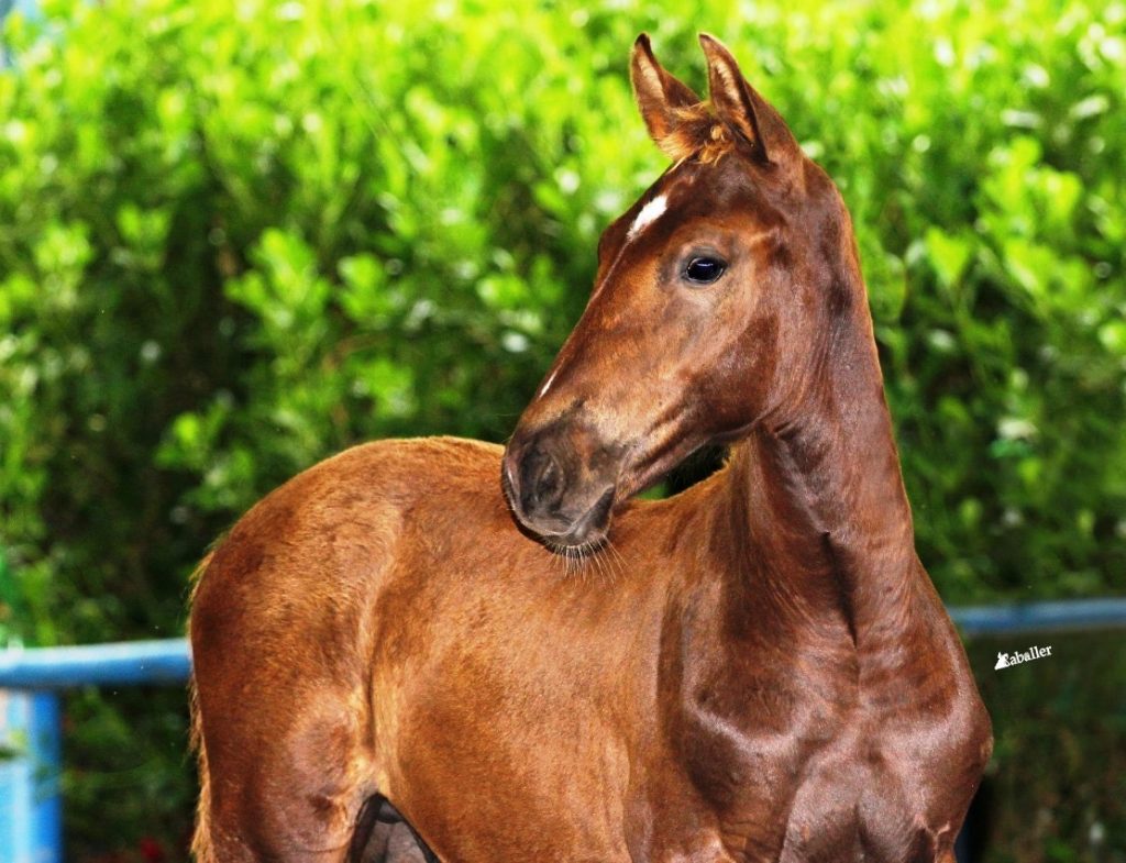 GERMÁN SH – Haras Santa Helena