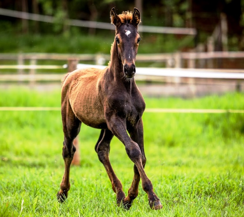 GERMÁN SH – Haras Santa Helena